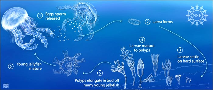 How long can a jellyfish live?