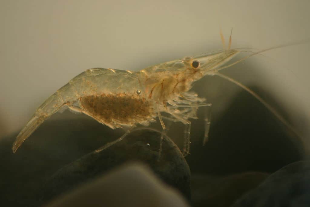 How long can a prawn live out of water?