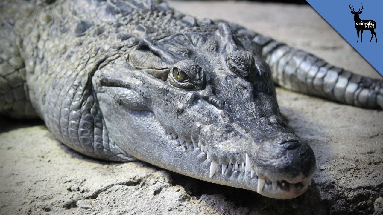 How long can alligators go without food before they die?