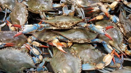 How long can blue crabs live on ice?