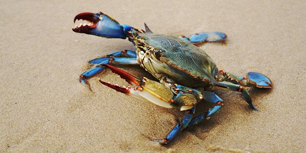 How long can blue crabs live without water?