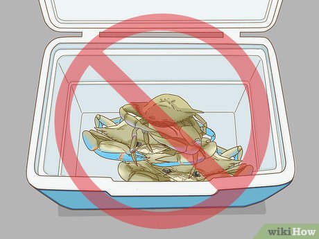 How long can blue crabs stay in the fridge?