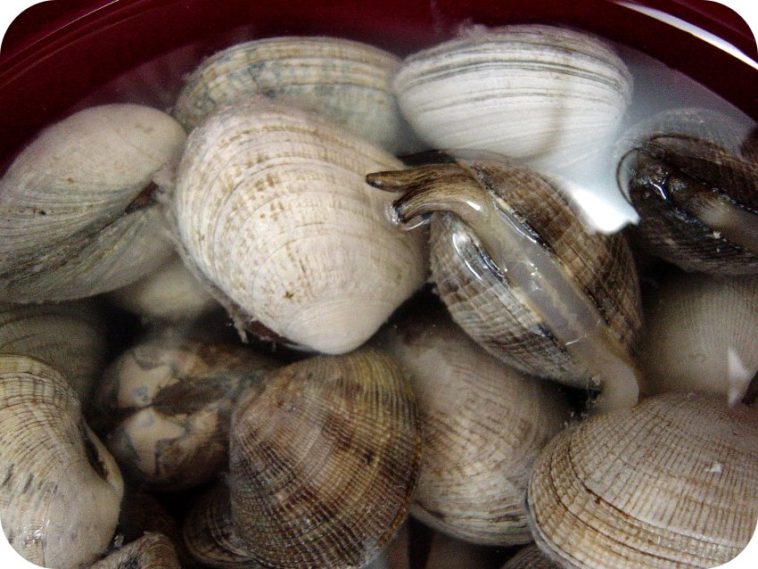 How long can clams live in a bucket of water?