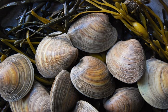 How long can clams live in a bucket?