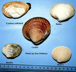 How long can clams stay in water?
