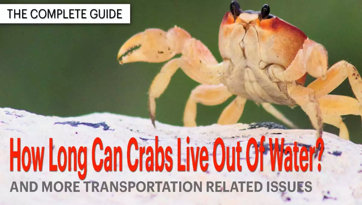 How long can crabs live in a bag?