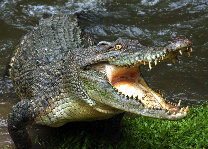 How long can crocodiles survive without food?