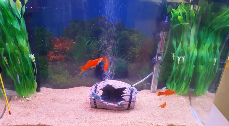 How long can fish survive in tank with low oxygen?