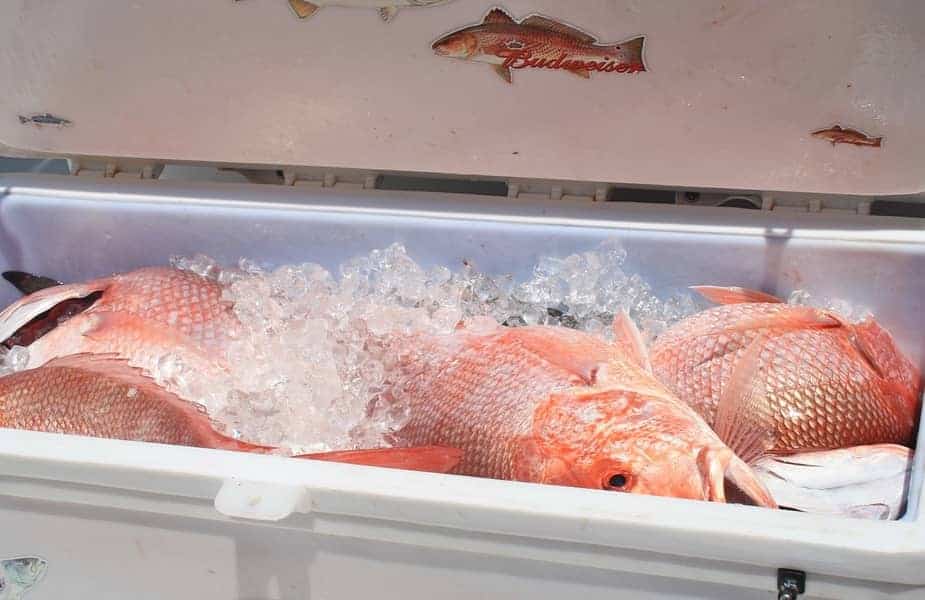 How long can fresh fish stay on ice?