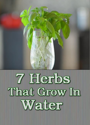 How long can herbs sit in water?
