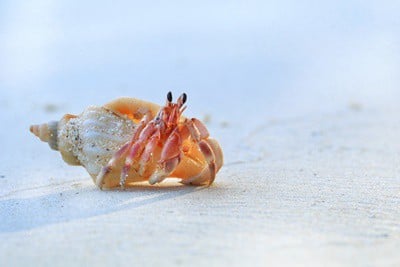 How long can hermit crabs be alone?