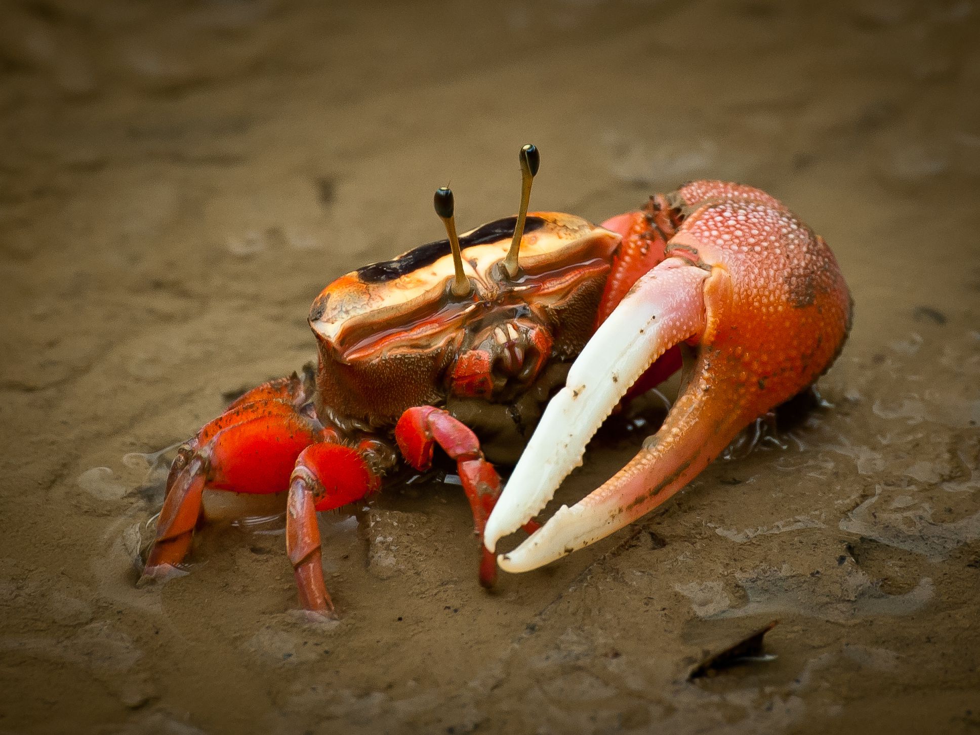 How long can I keep fiddler crabs?