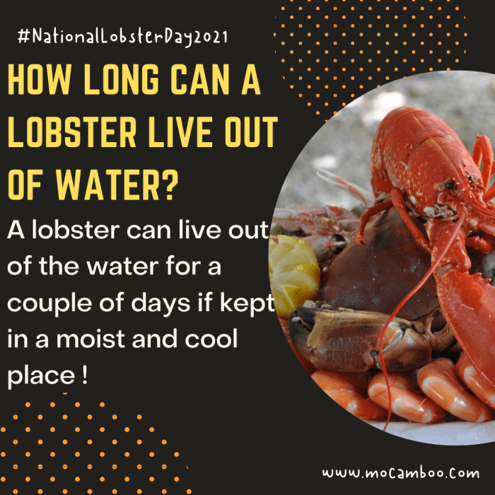 How long can live lobsters be out of water?