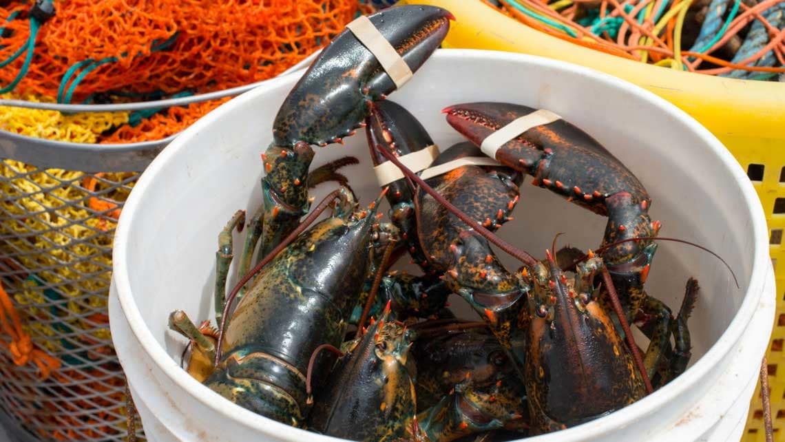 How long can lobster stay frozen?