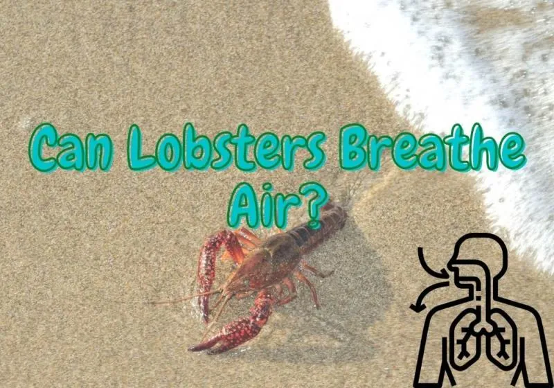 How long can lobsters breathe on land?
