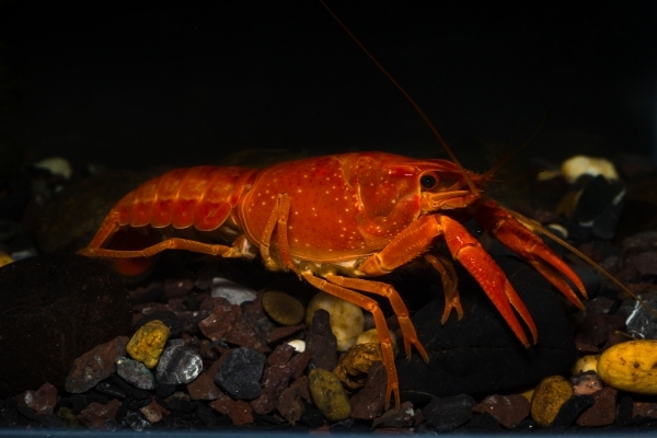 How long can lobsters live without food?