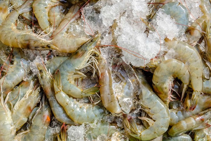 How long can prawns be kept on ice?