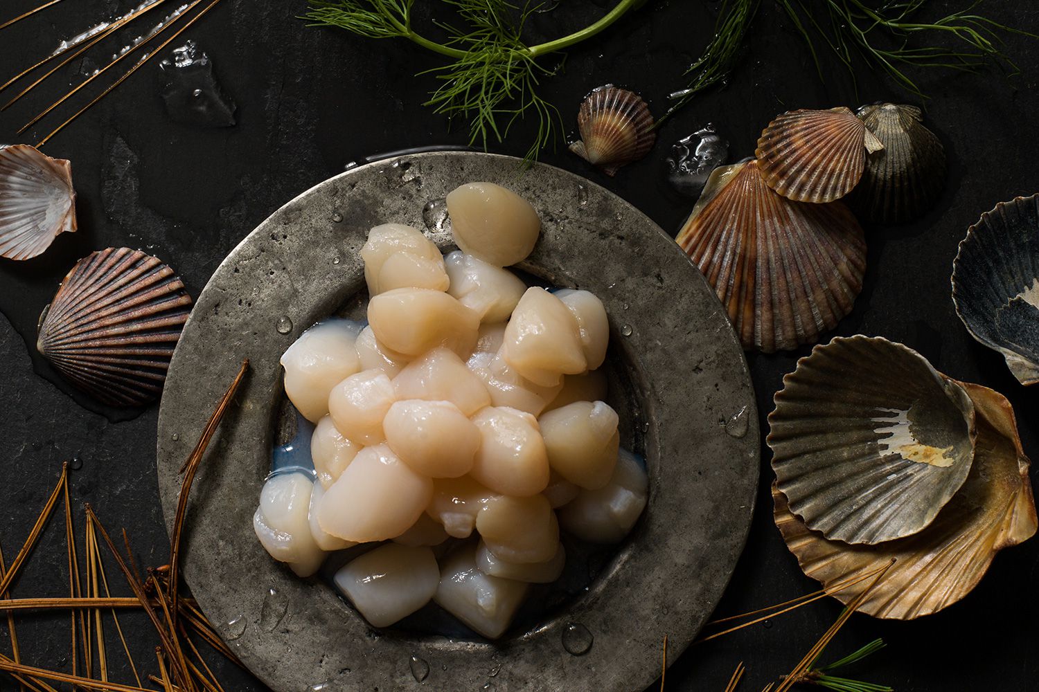 How long can scallops stay out of the water?