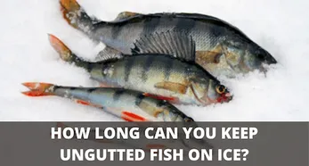 How long can you fish without gutting the fish?