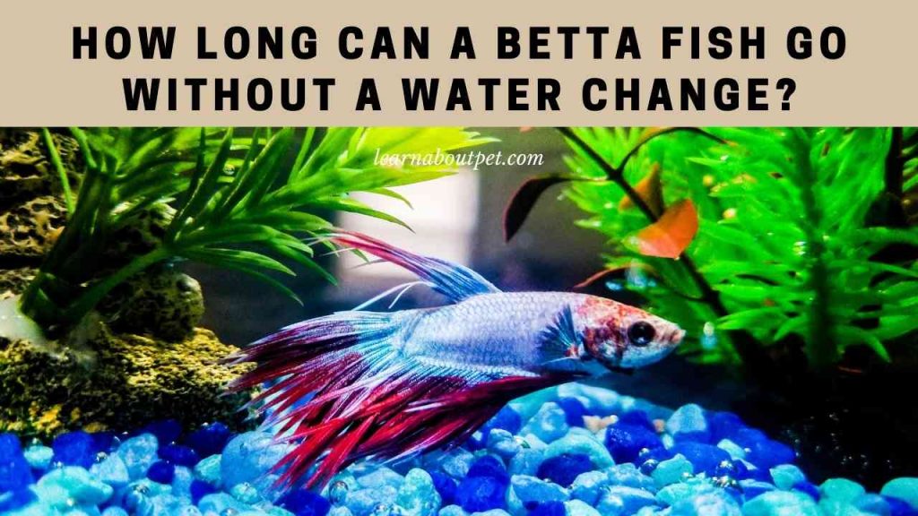 How long can you go without changing aquarium water?
