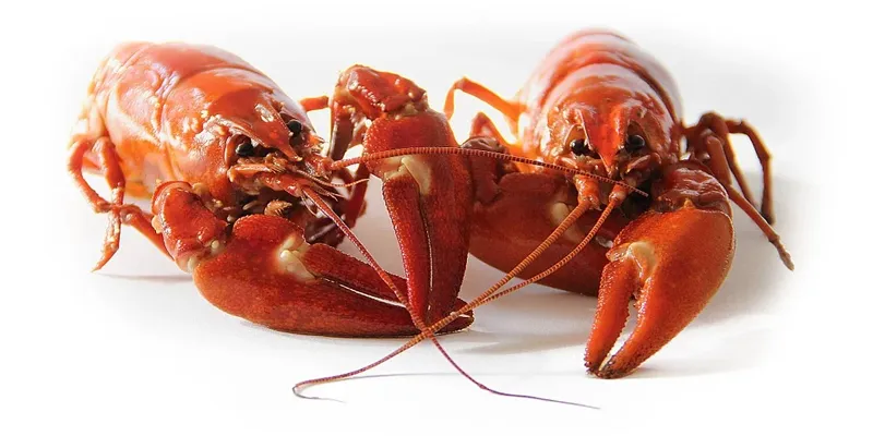 How long can you keep crawfish in the freezer?