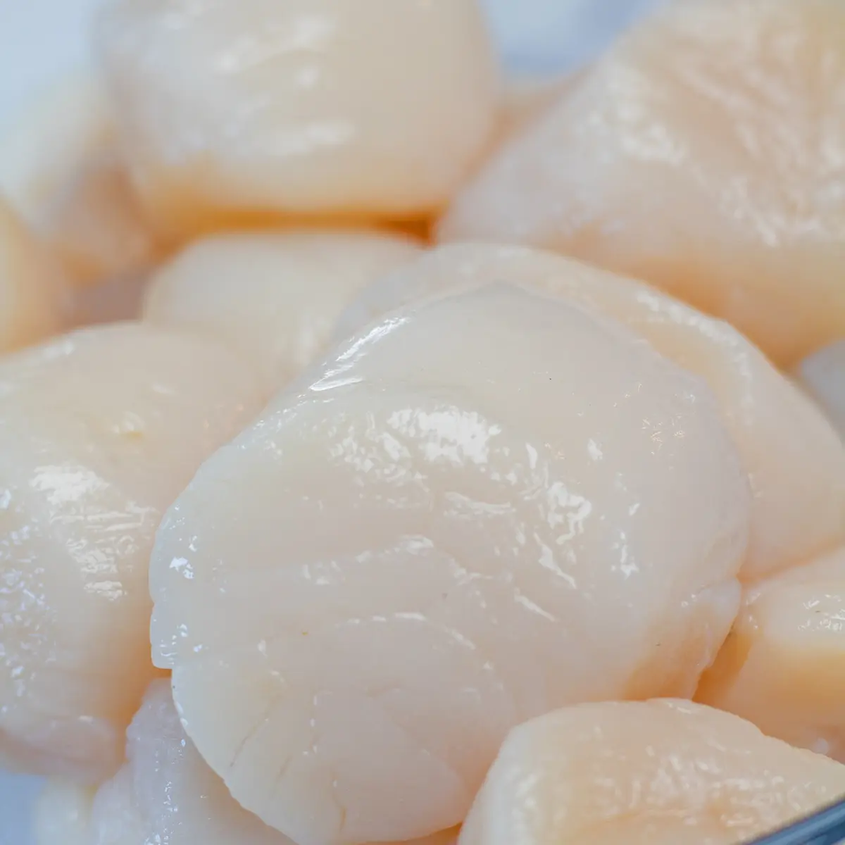 How long can you keep fresh scallops frozen?