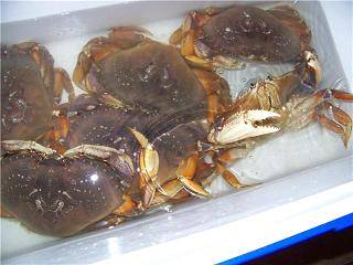 How long can you keep live crabs on ice before cooking?