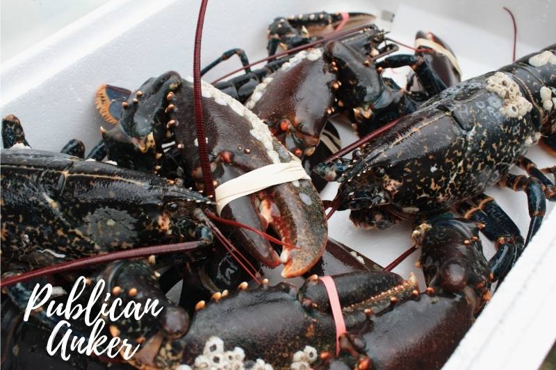 How long can you keep live lobsters in a cooler?