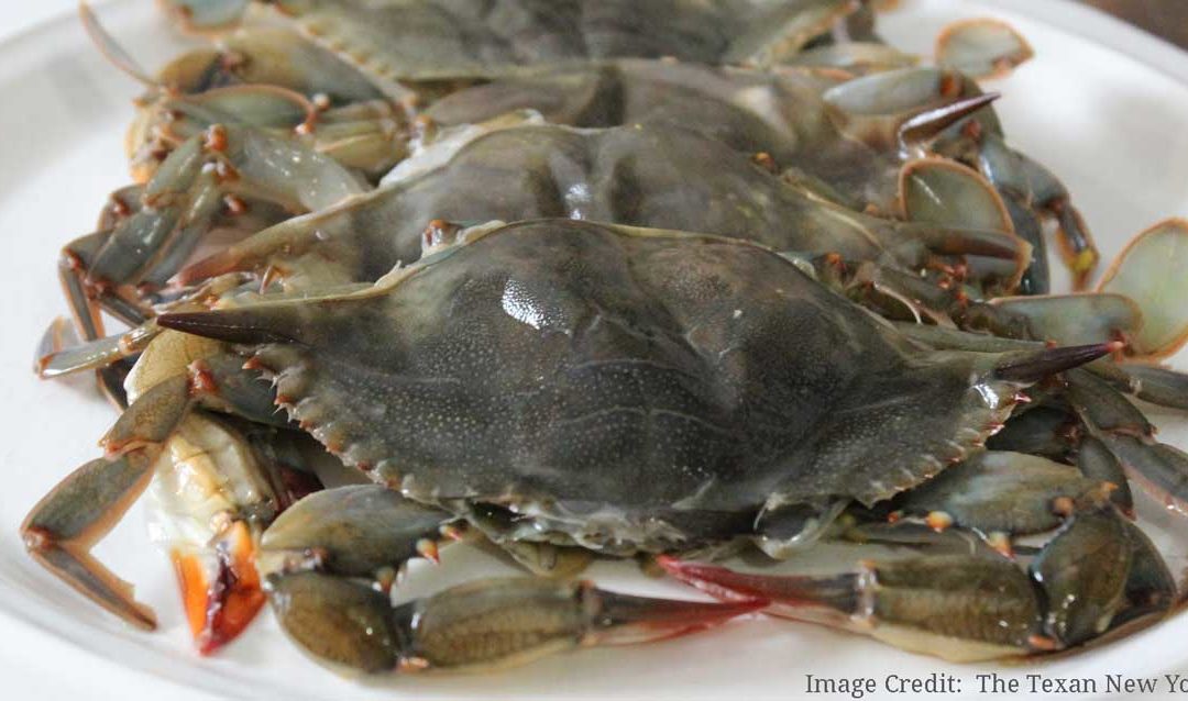 How long can you keep soft shell crabs?