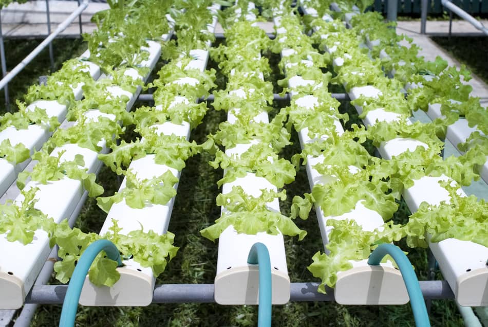 How long can you leave a hydroponic system?