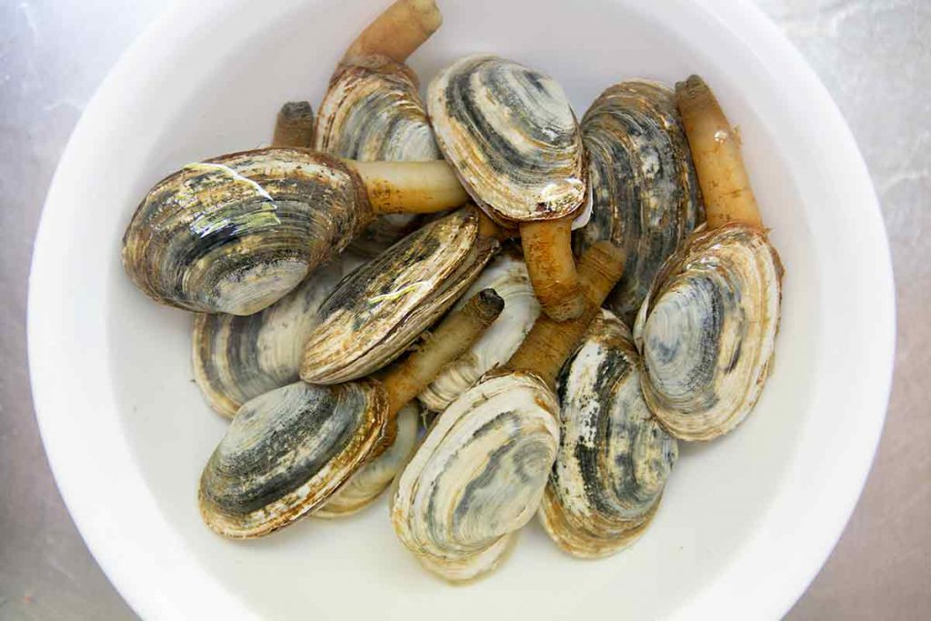 How long can you leave clams in salt water?