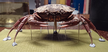 How long can you preserve crab?