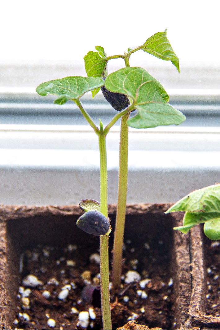 How long do beans need to dry before planting?