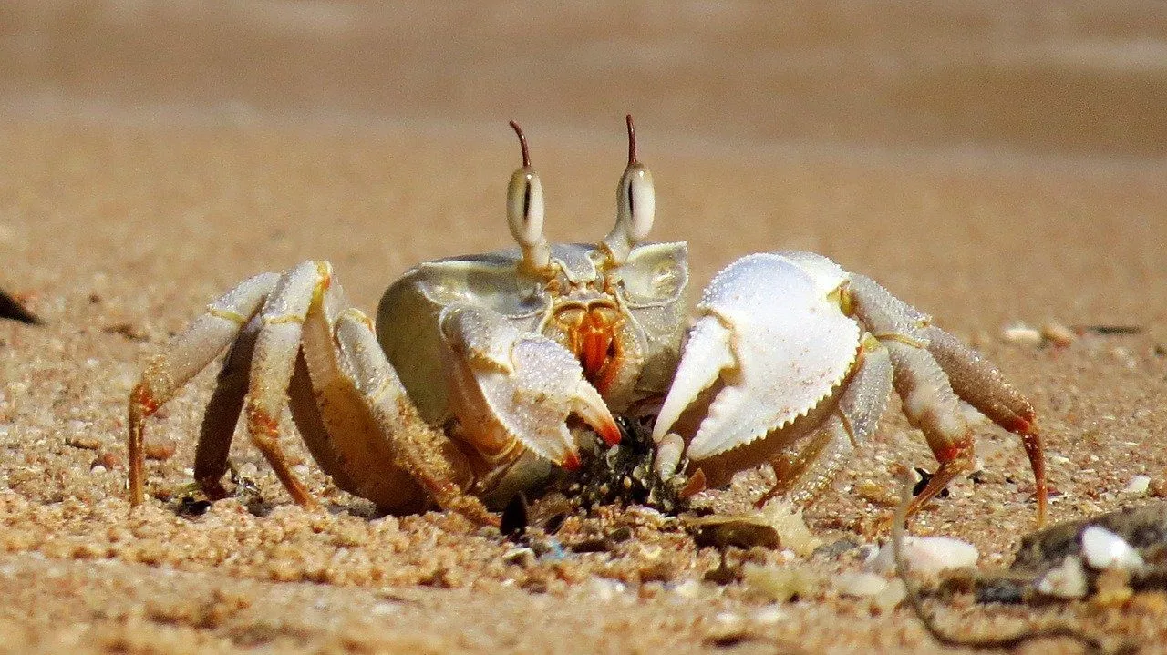 How long do crabs on the beach live?