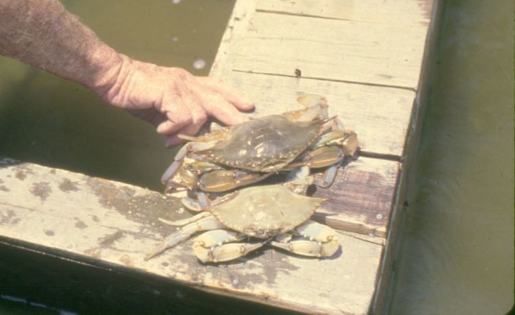 How long do crabs stay soft after molting?