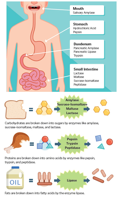 How long do digestive enzymes take to work?