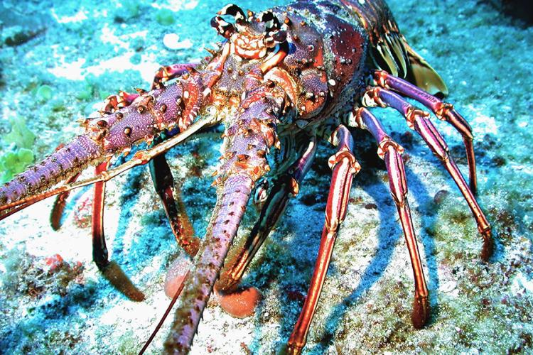 How long do Florida lobsters live?