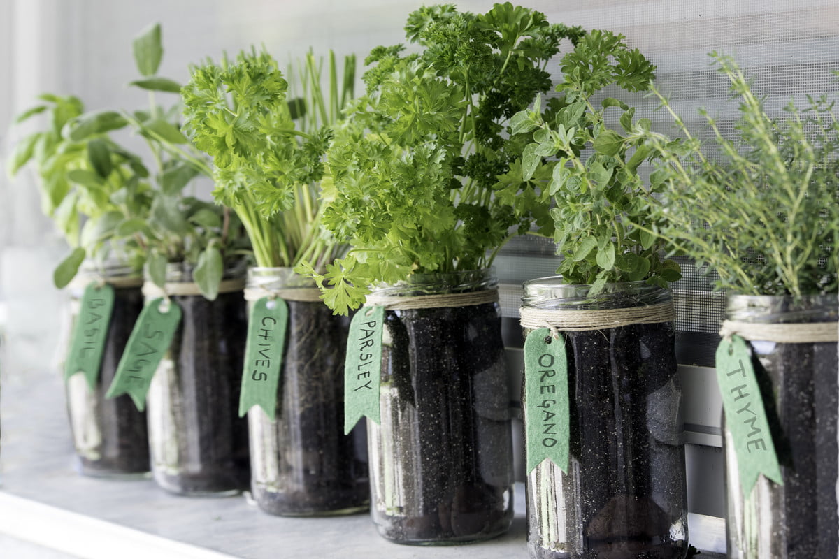 How long do herbs last in mason jars?