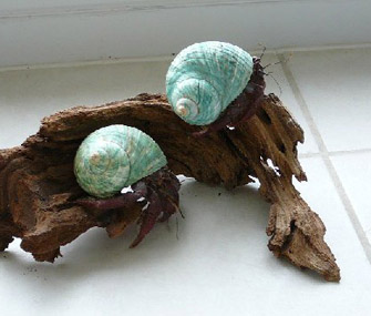 How long do hermit crabs last pet?