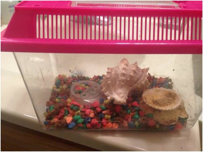 How long do hermit crabs live in a tank?