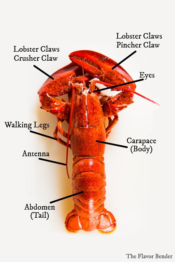 How long do lobster claws last?