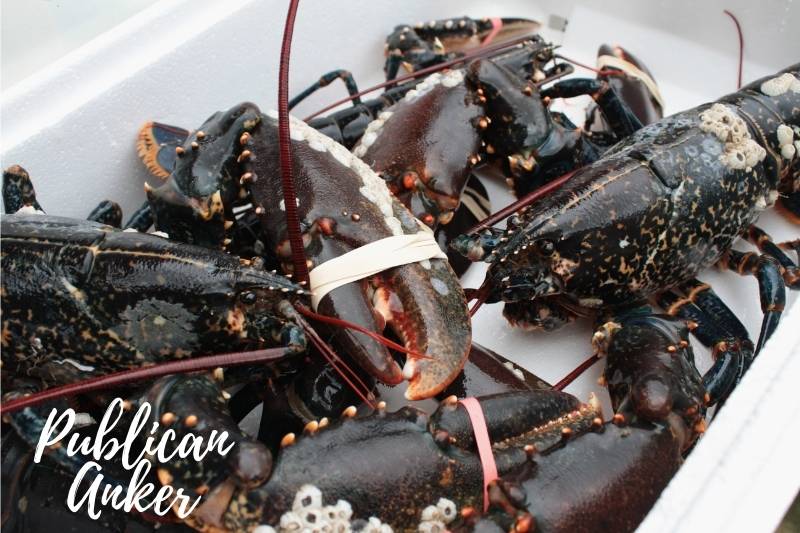 How long do lobsters live in cooler of ice?