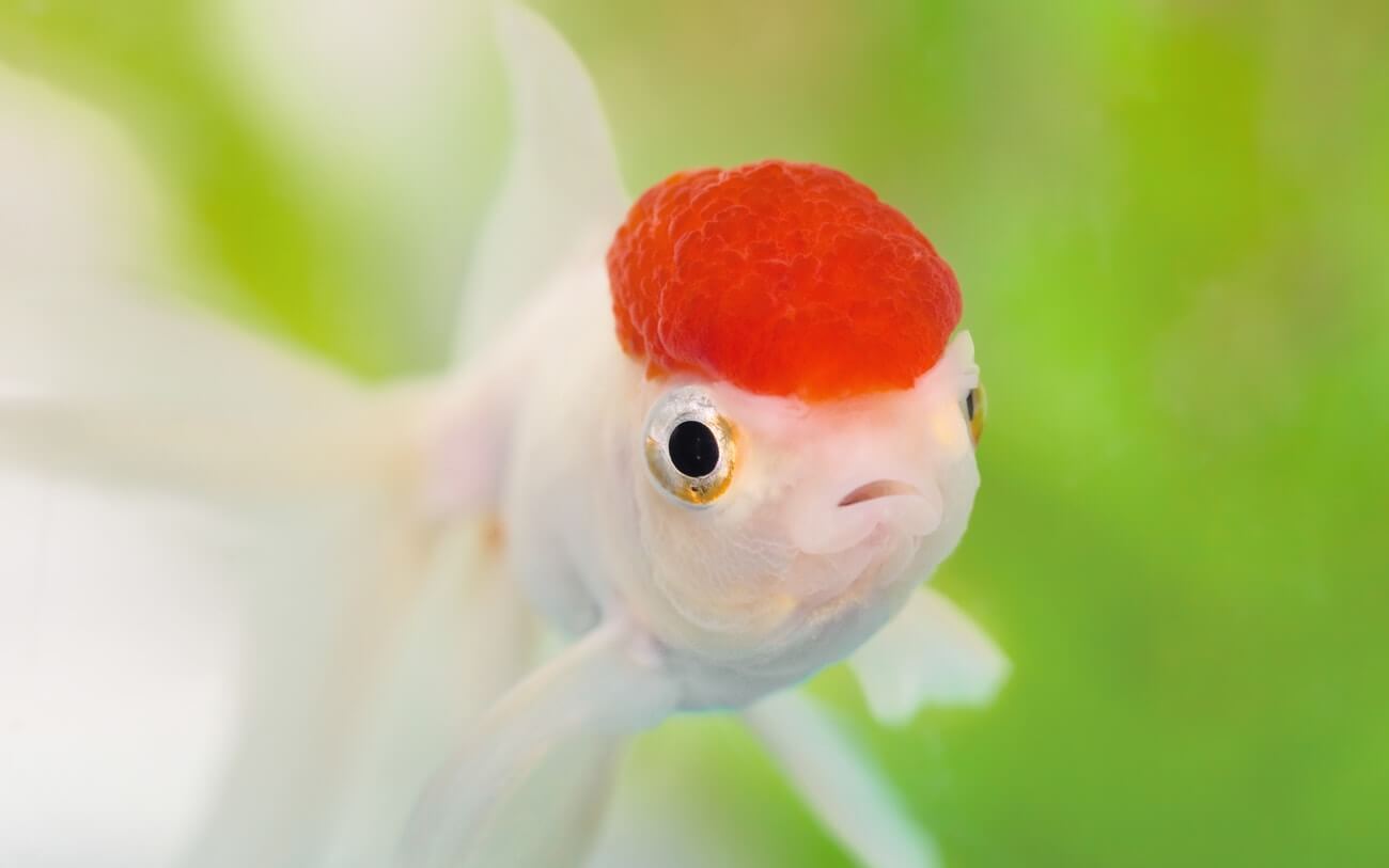 How long do oranda goldfish live?