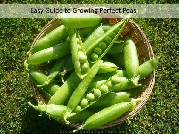 How long do peas take to soften?