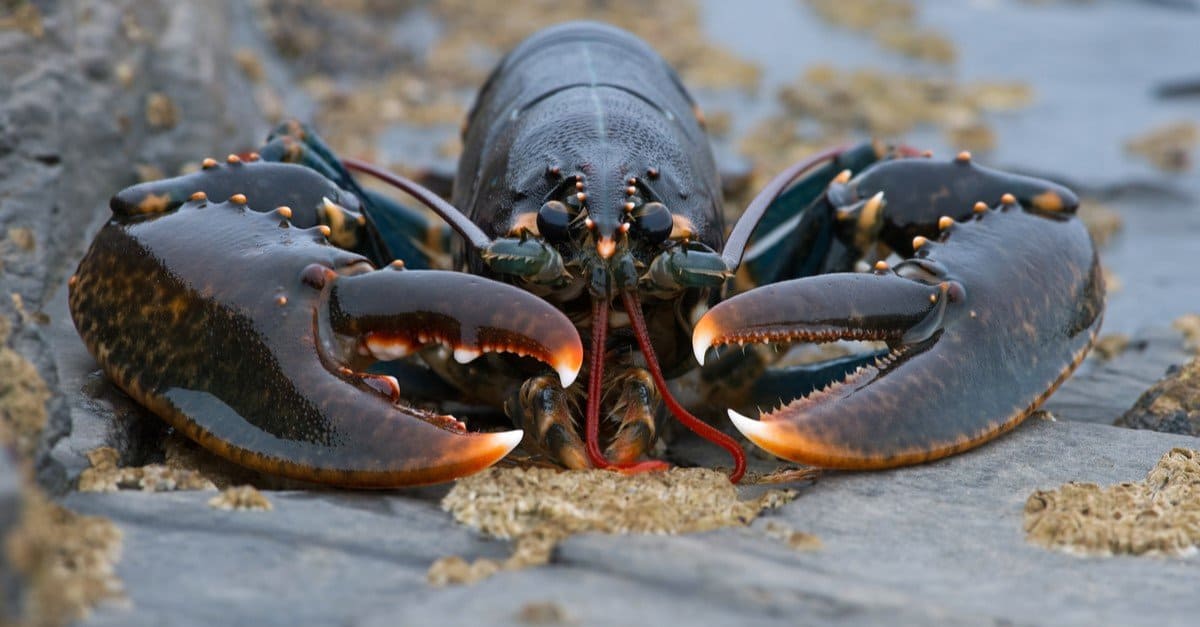 How long do pet lobsters live?