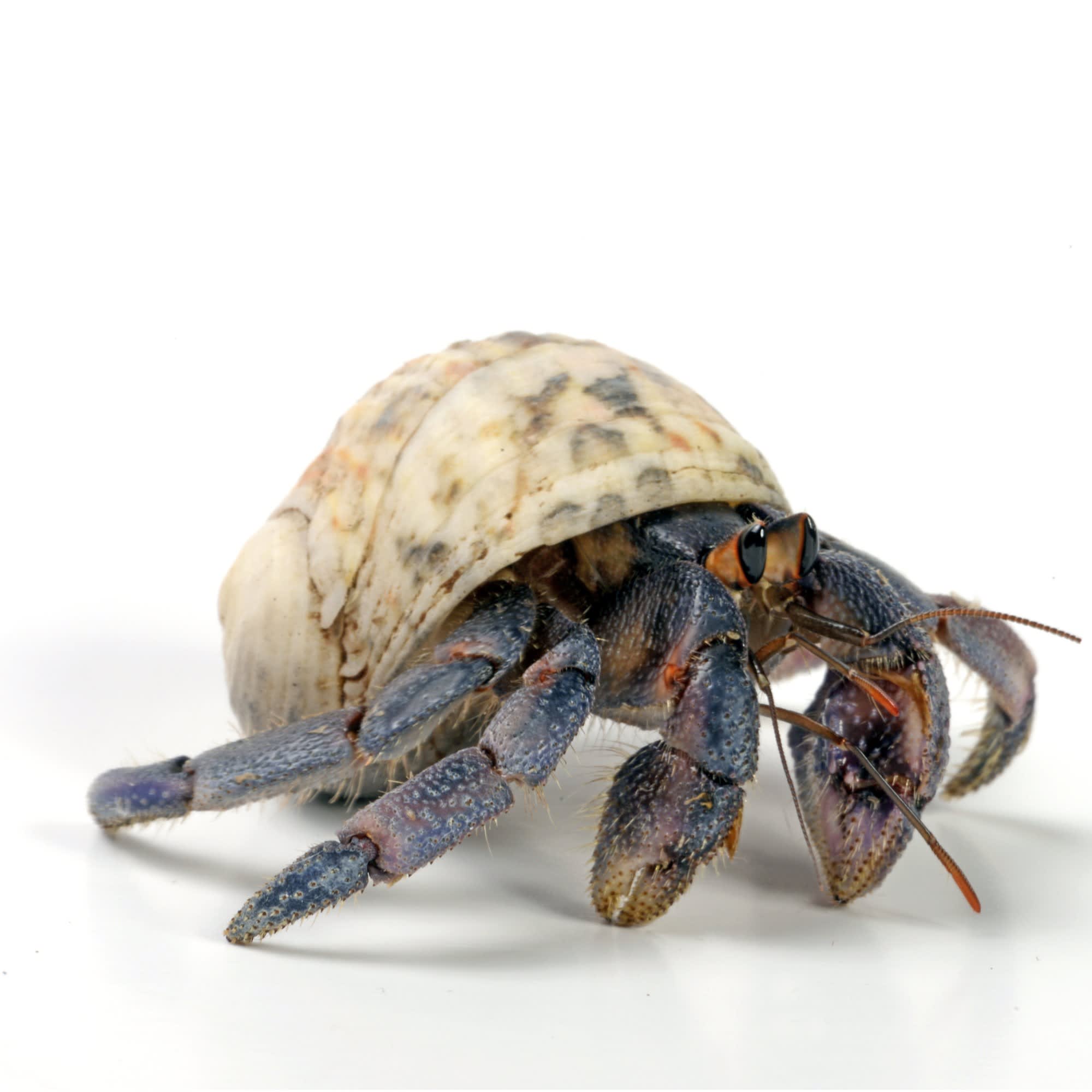 How long do Petco hermit crabs live?