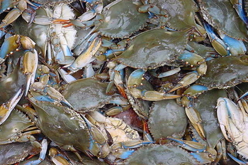 How long do raw blue crabs last?