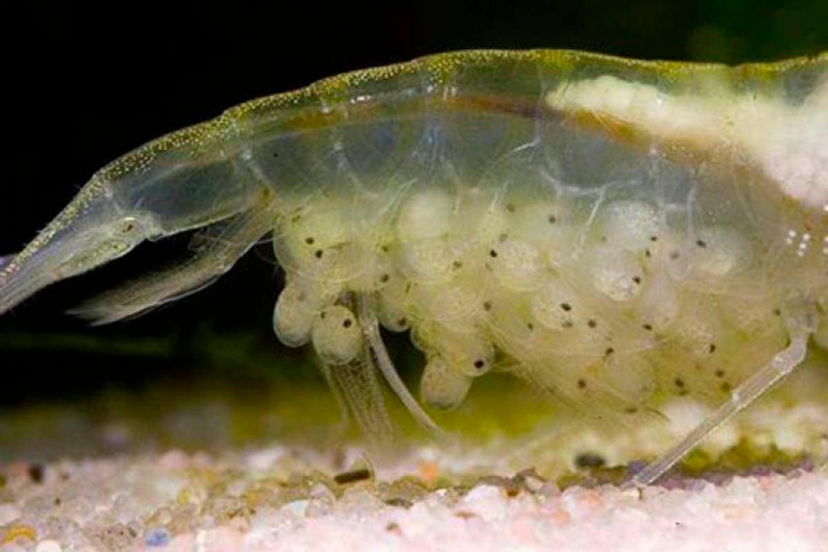 How long do shrimp hold their eggs?