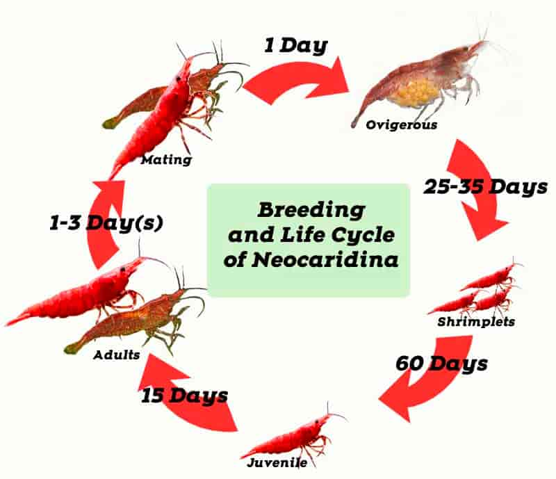 How long do shrimp take to have babies?