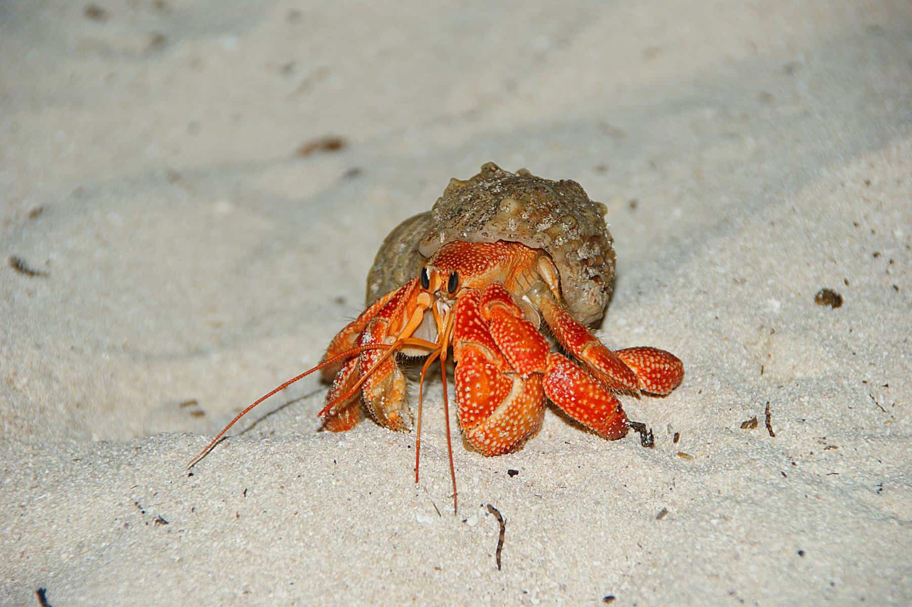 How long do strawberry hermit crabs live?